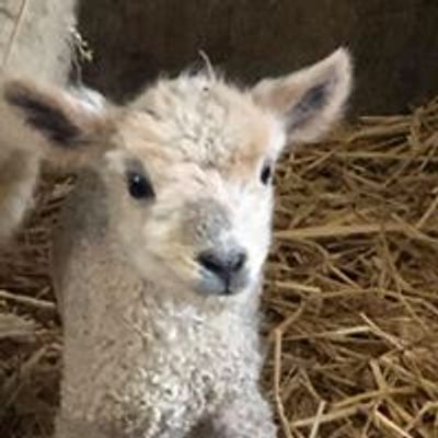 Discover Little Markfield Farm Events | Tickets & Details | AllEvents