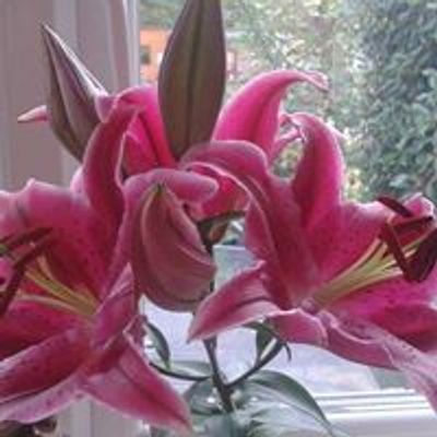 Plants, Shrubs, and Bulbs by Tania The Lady Gardener - Events | AllEvents