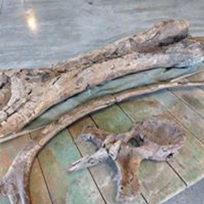 Raptor Run, 5K and Fun Run - Nonprofit Events | AllEvents