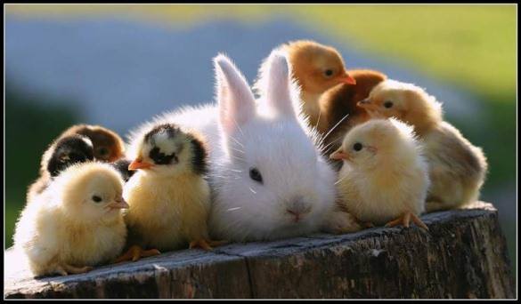 Photos with the Easter Bunny & Live Bunnies & Chicks! at Taltree ...