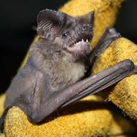 Events in Naples : Discover upcoming popular events in Naples