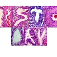 Histotechnology Society of NSW - Workshops Events | AllEvents.in