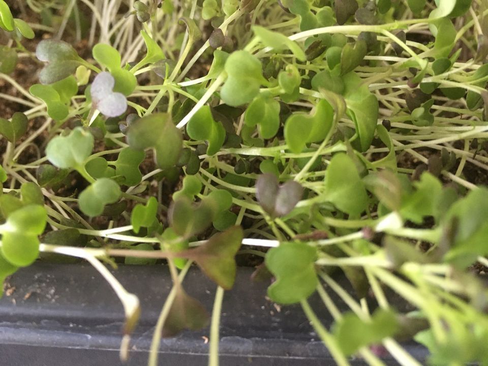 Workshop: Make and Take Microgreen Tray, 2055 Springhill Rd, Bozeman ...