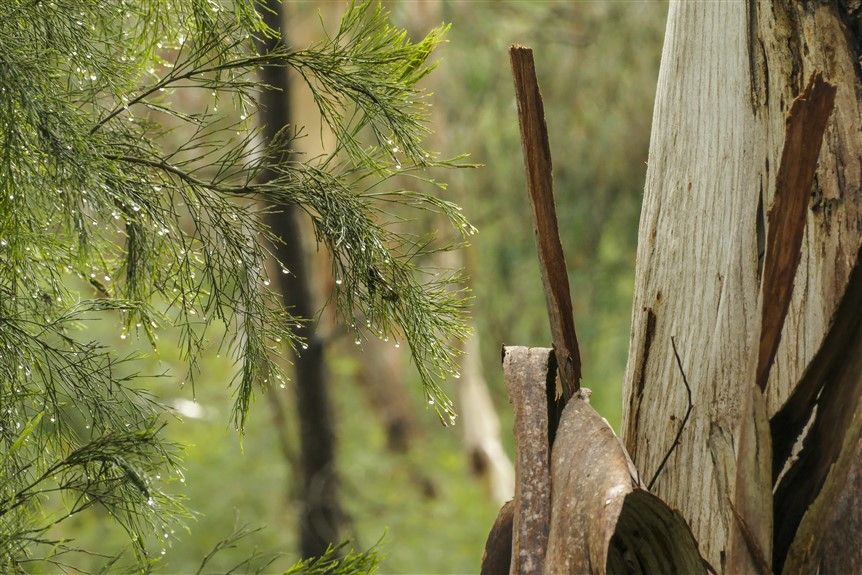 Clean Up Australia Day at Yarran Dheran 2024, Yarran Dheran Nature ...