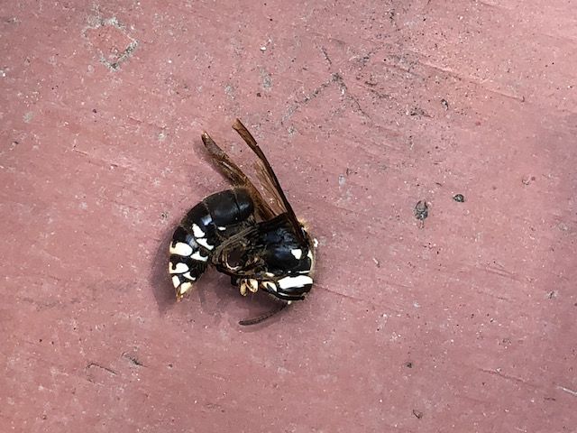 Wasps! And Why We Should Care by Brian Campbell, 4594 54A St, Ladner ...