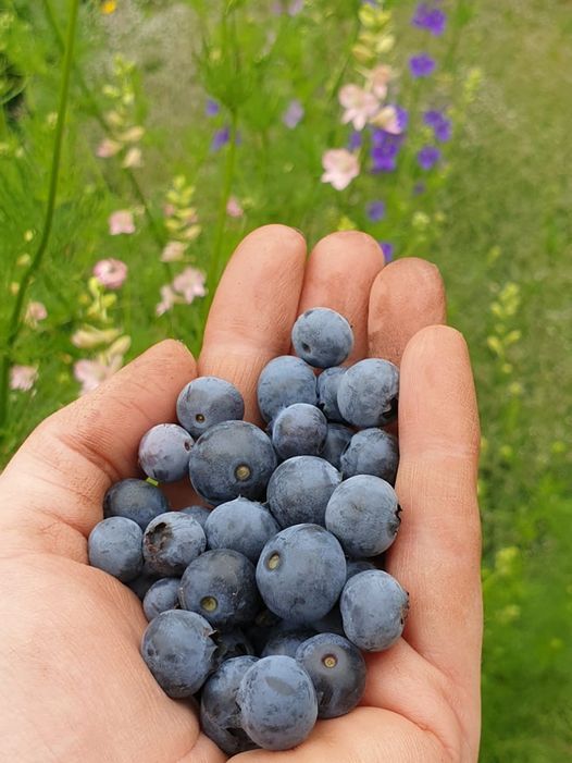 Growing a food garden for beginners, Tanybryn Farm, Wodonga, 13 ...
