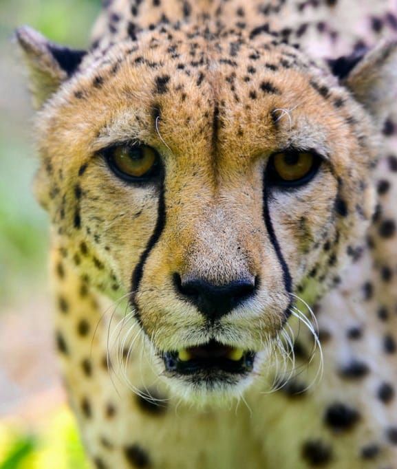 Cheetah Booth, The Center Hotel Allentown / Lehigh Valley ...