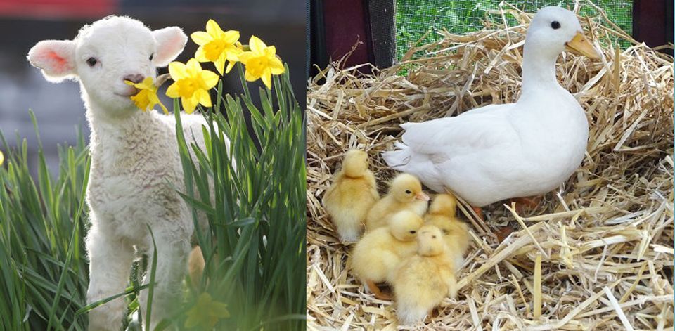 Spring Farm Event - come and meet the animals, Oakington Garden Centre ...