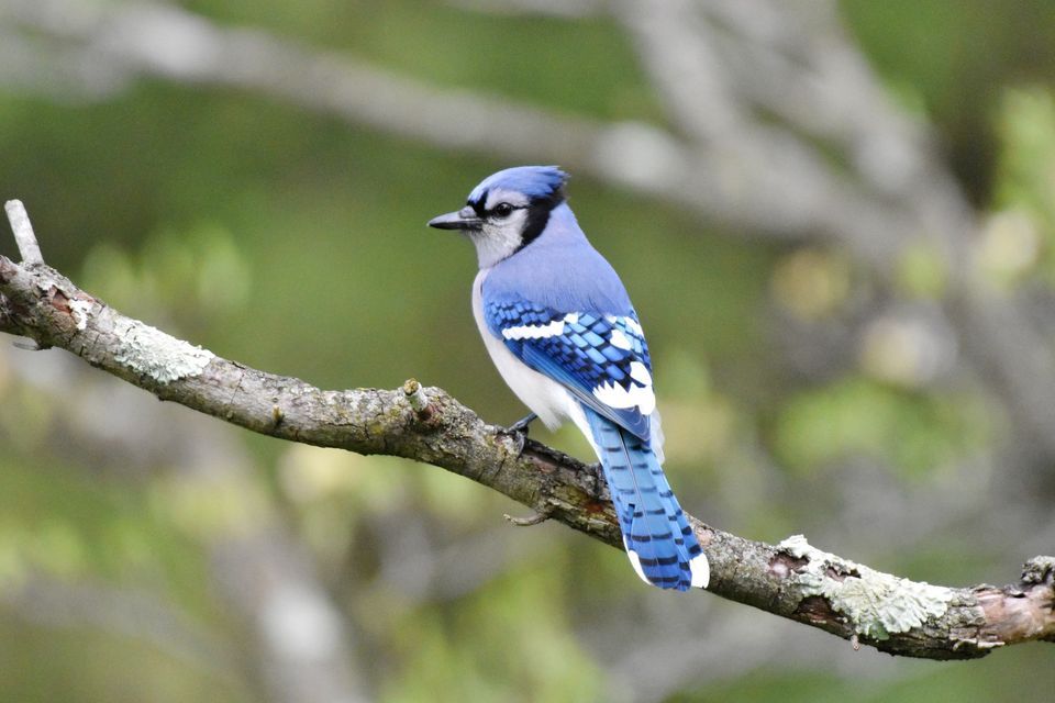 Birding Bles, Bles Park, Ashburn, August 20 2023 | AllEvents.in