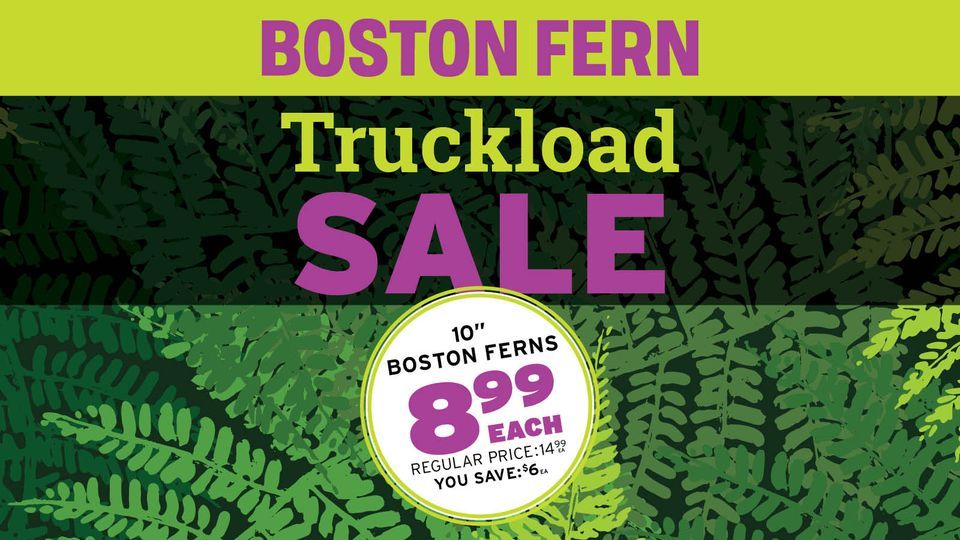 Truckload Fern Sale | Springtown, TX #126, 501 E Hwy 199 Springtown, TX ...