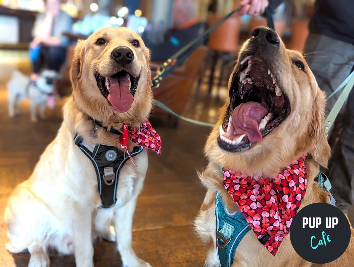 Golden Retriever Pup Up Cafe - Exeter, Revolution Exeter, 26 January ...
