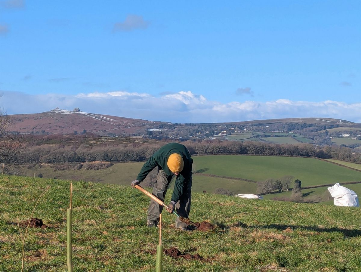 Tree planting with Moor Trees at Bickington, Bickington, 18 January ...