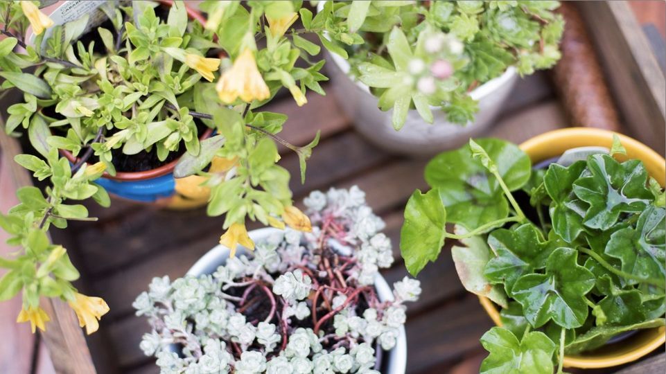 Library Plant Swap, Hilton Head Branch Library, 11 Beach City Rd ...
