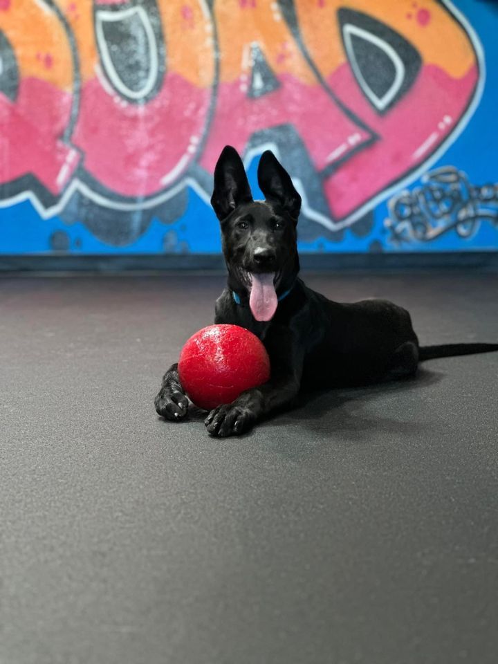 AKC S.T.A.R. Puppy 6 Week Class Series, Prescott Dog Squad, 23 January ...