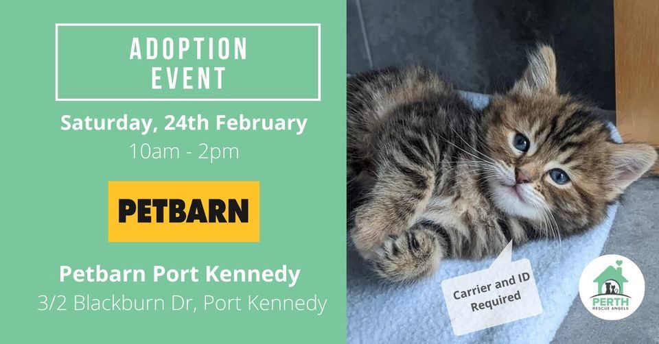 Cat & Kitten Adoption Day at Petbarn Port Kennedy | 24th Feb, Petbarn Port Kennedy, 3/2 ...