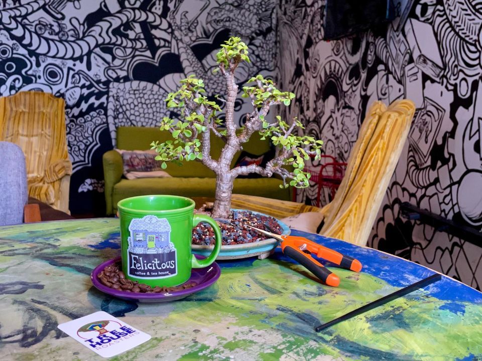 Bonsai & Brews at Felicitous Coffee House, Felicitous on 42nd ...