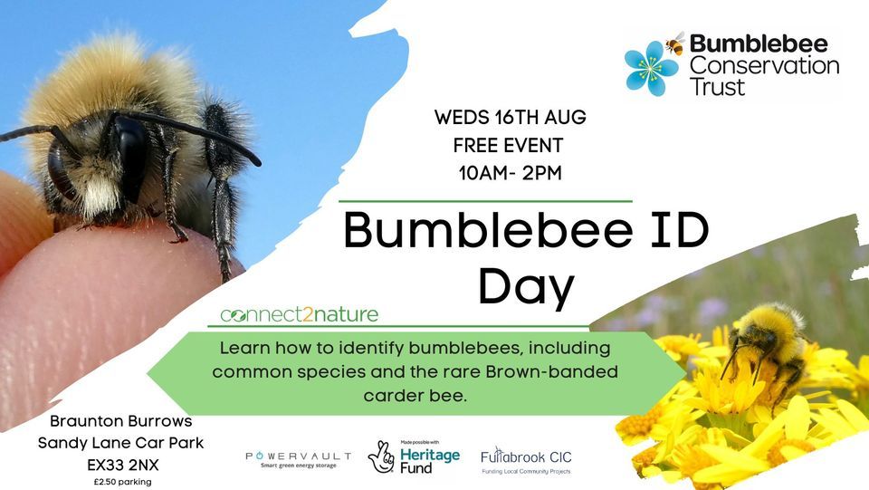 Bumblebee ID Day, Braunton Burrows, Dulverton, 16 August 2023 ...