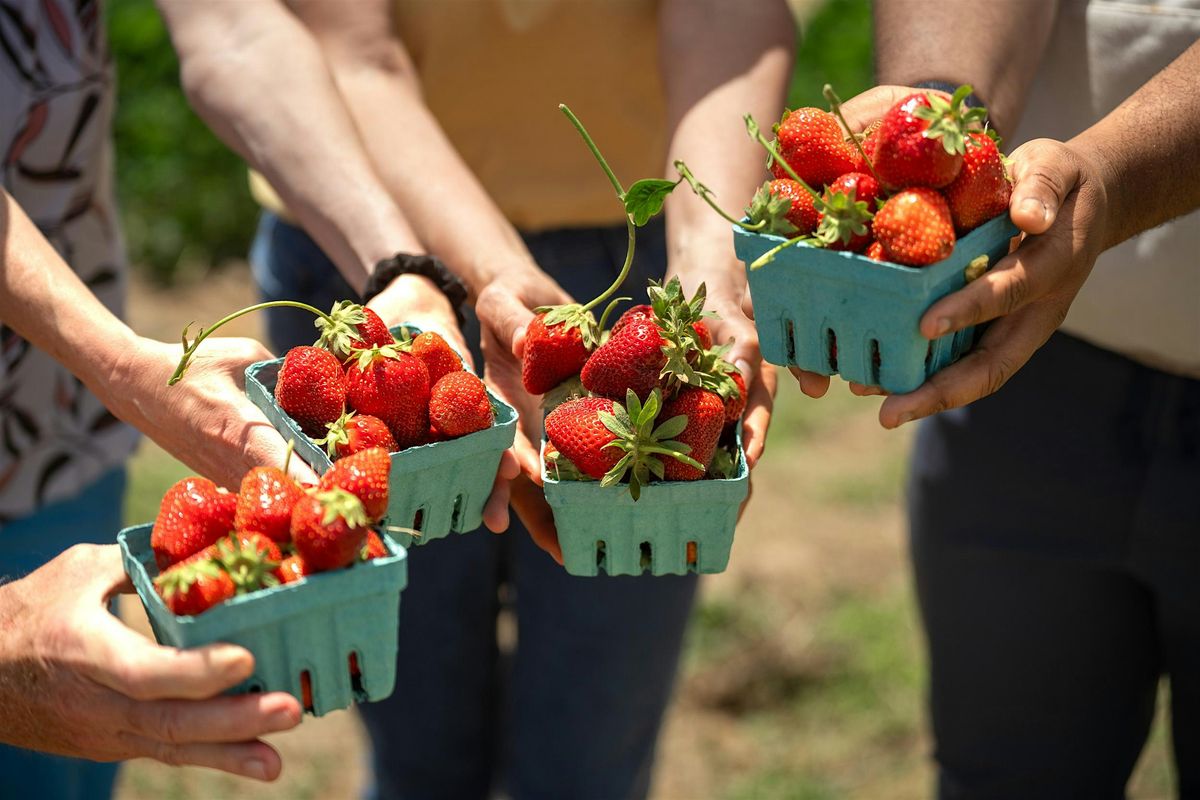 2026 Moon Valley Farm Strawberry Festivals, Moon Valley Farm, Woodsboro ...