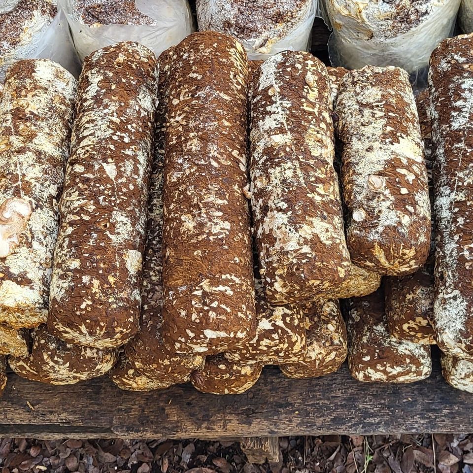 Shiitake Log Innoculation Workshop , Bastrop Botanical Gardens, Cedar ...