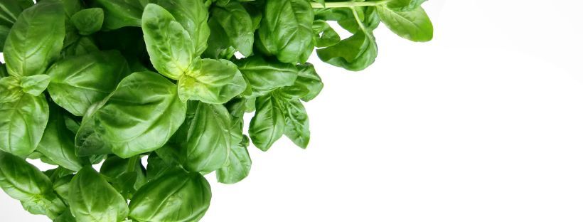 Herbology: plants, Brixworth Library, Moulton, 19 February 2024 | AllEvents