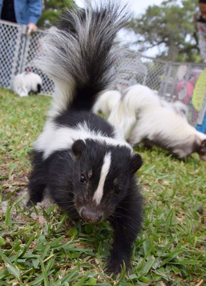 Florida Skunk Rescue @ The Fancy Flea Jingle Bell Market, 14415 7th St ...