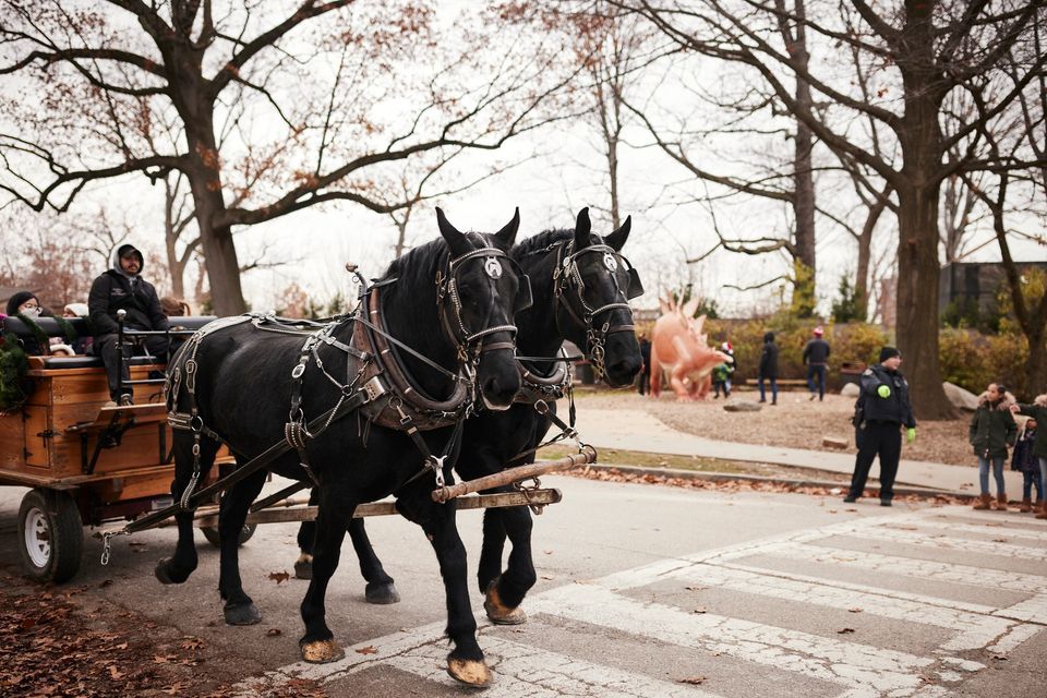 Horse & Carriage Rides at The Rink, The Rink At Wade Oval, Cleveland ...