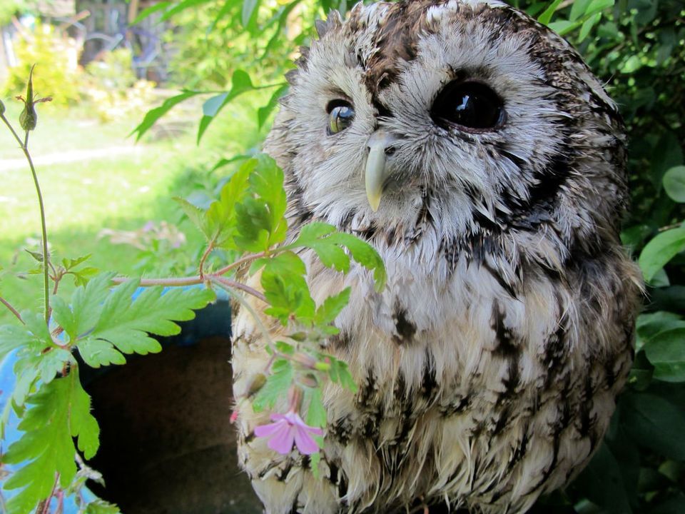 February Half Term - Animal Encounter with Wild About Britain!, Bounce ...