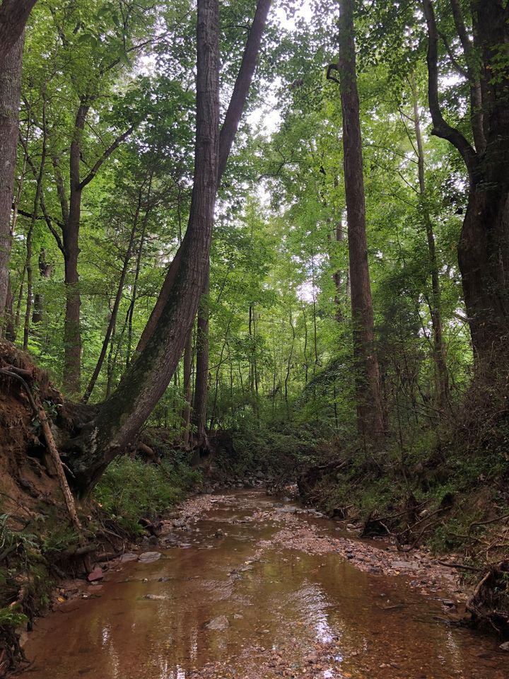 Little Stream Explorers, Prairie Ridge Ecostation, Raleigh, 4 August ...