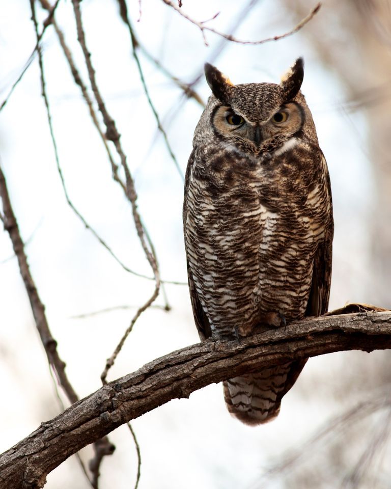 Birding Insights - Owls of Colorado with Natalie Vande Vuss, Denver ...