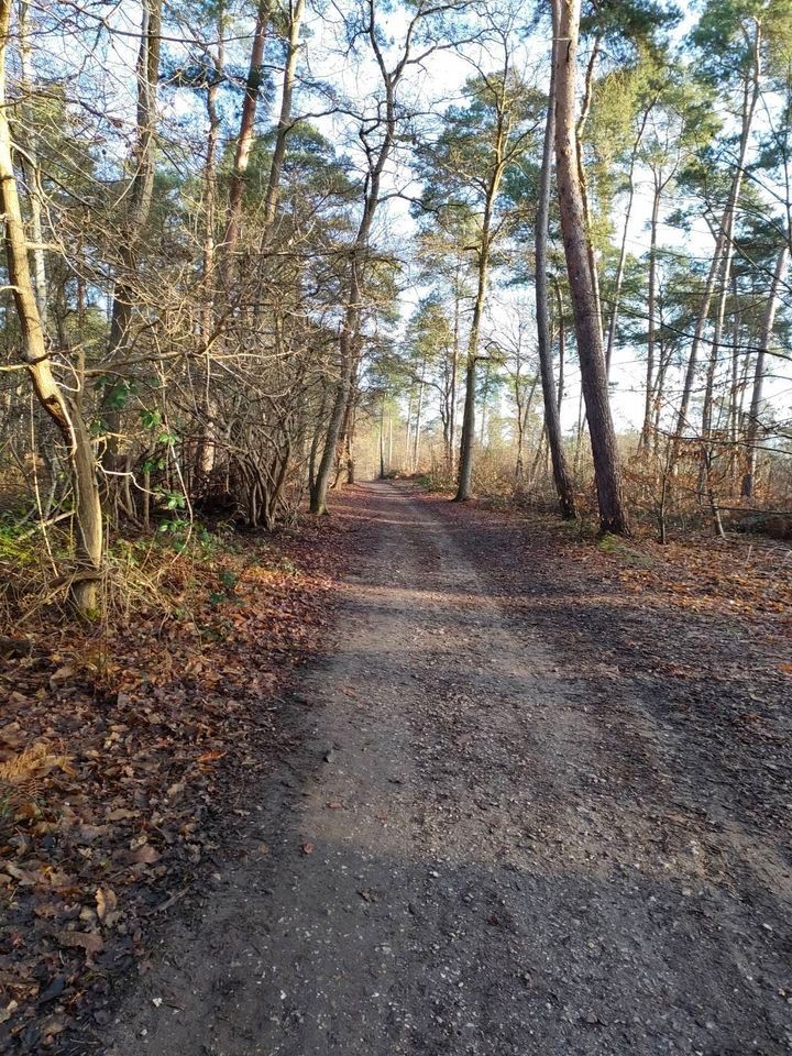 Trail dans la Forêt vers Oissel., Rue Pierre Curie, 76350 Oissel ...