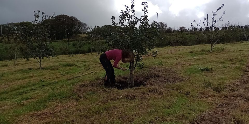 Winter pruning workshop at Tregurra Community Orchard, Truro, Newquay Road,Truro,TR1 1RH,GB, 27 ...