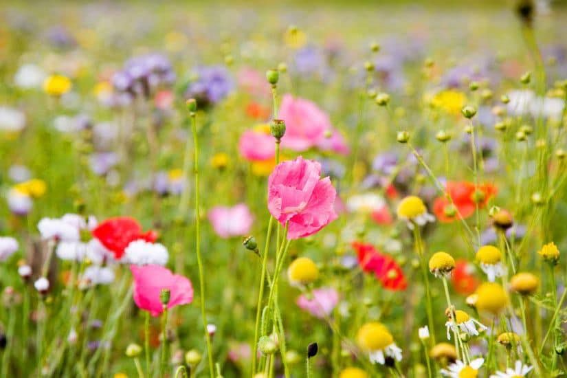 FOSLS AGM, St Leonards Primary School Bridgnorth, 12 October 2023 ...