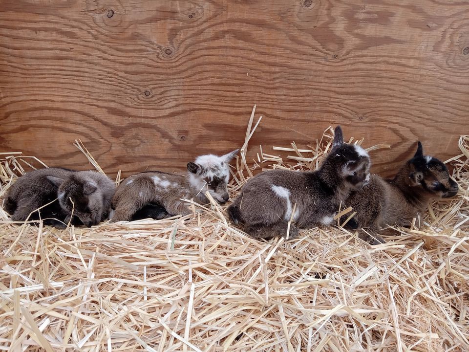 Kidding Clinic, Flathead County Fairgrounds, Kalispell, 13 March 2024 ...