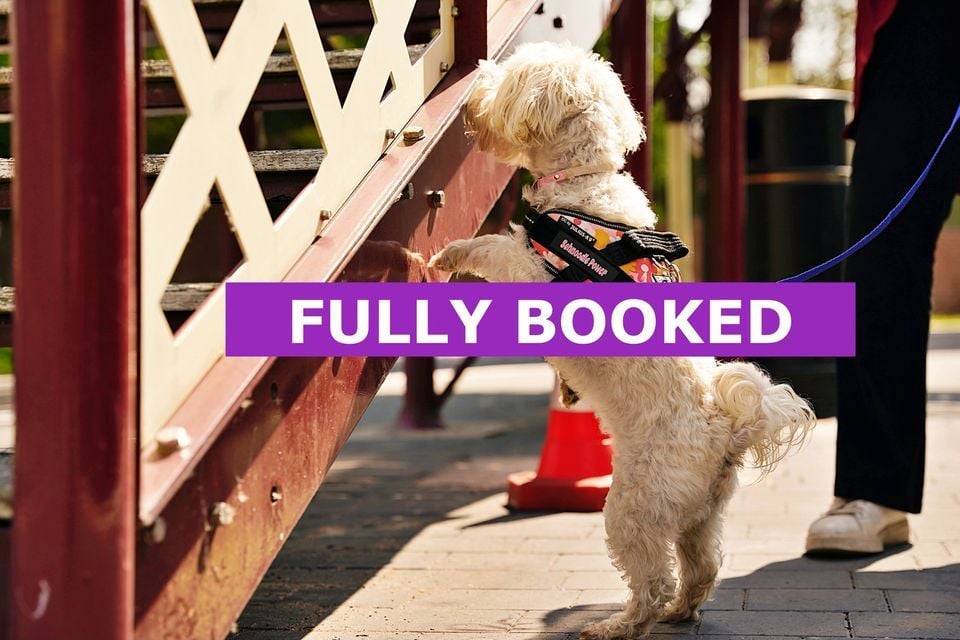 Canine Scent Detective - Constable Level , Great Witley Village Hall ...