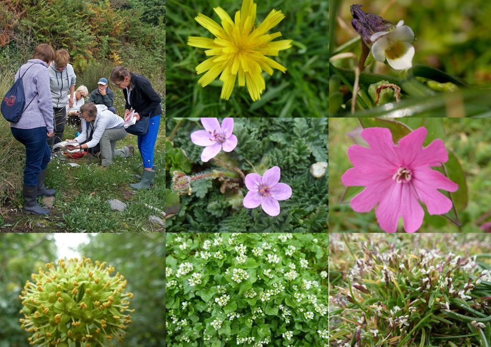 Botany Outdoor Meetings, Guernsey channel island, Saint Peter Port ...
