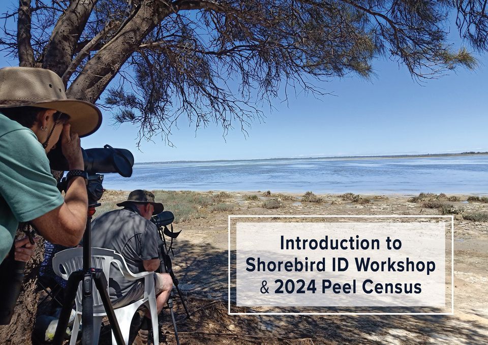 Introduction to Shorebird ID Workshop, 58 Sutton St, Mandurah WA 6210 ...
