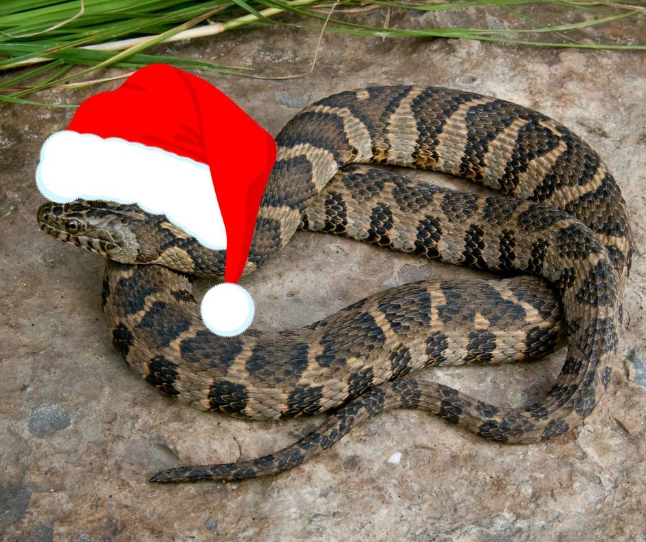 Festive Fangs, Chewacla State Park-Alabama, Auburn, 30 December 2023 ...