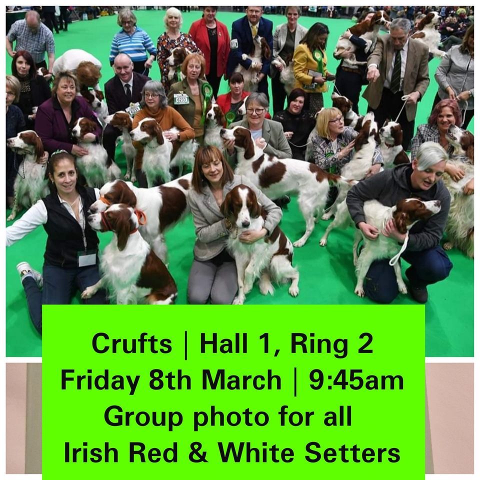 IRWS group photo at Crufts, NEC Birmingham, Marston Green, 8 March 2024 ...