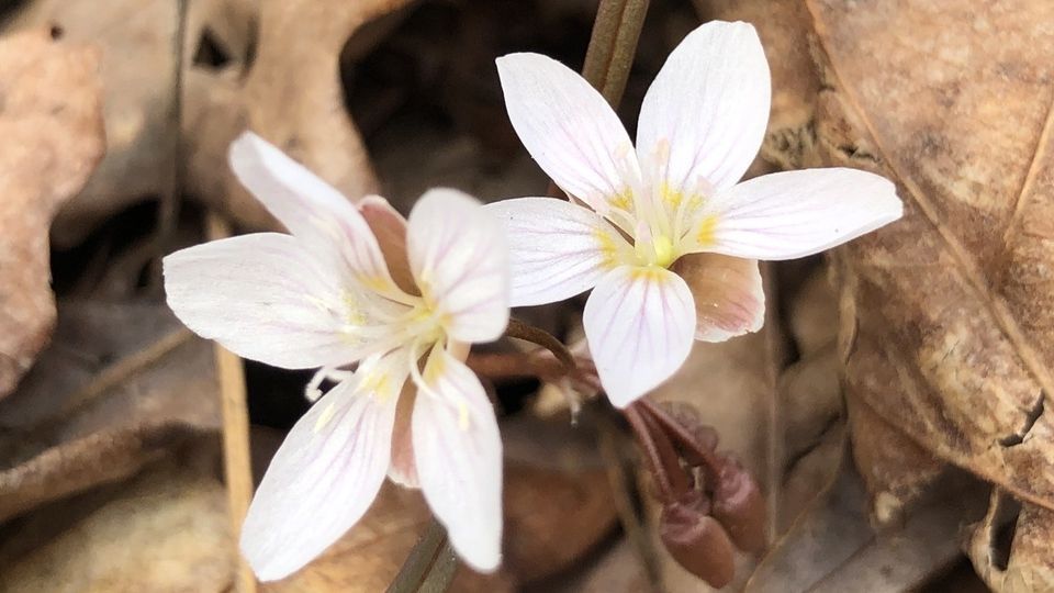 50+ Spring Wildflower Walk, Blendon Woods Nature Center, 4265 E Dublin ...