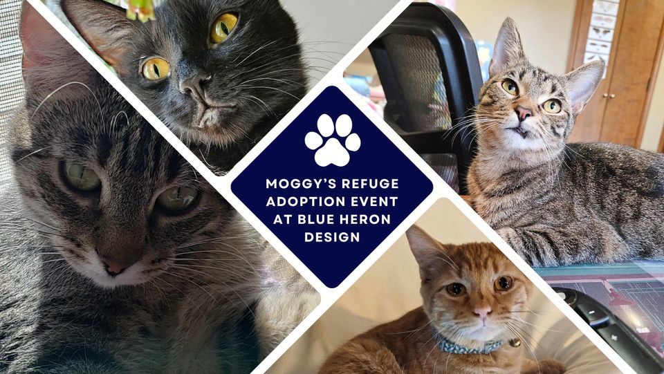 Moggys Refuge Cat Adoption Event at Blue Heron , Blue Heron Design ...