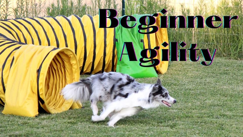 Beginner Agility, 491 Smith Rd, Maysville, NC 28555-9117, United States ...