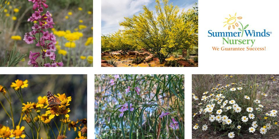 Native Plants for Your Desert Garden (Phoenix Store), SummerWinds ...