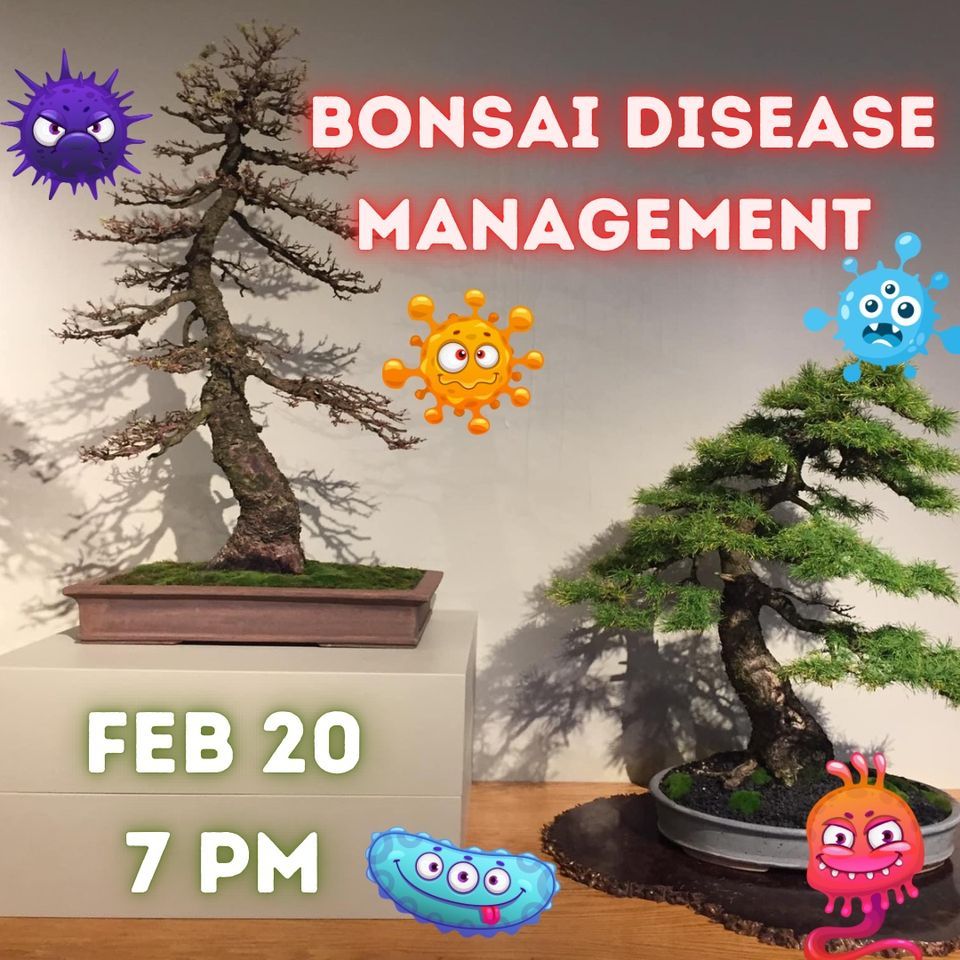 Bonsai Disease Management, Westmoor Park, Hartford, February 20 2024 ...