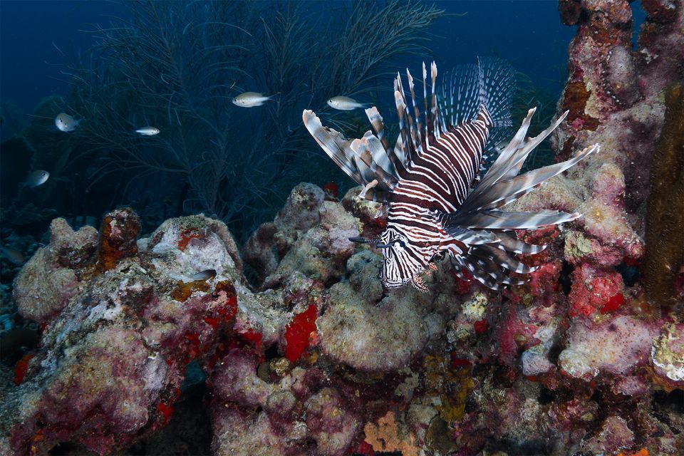 LIONFISH HUNT with Eco Dive, Eco Dive - Grenada, St George's, February ...