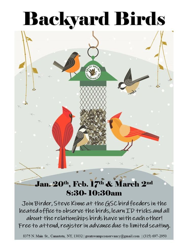 Backyard Birds, Great Swamp Conservancy, Canastota, January 20 2024 ...