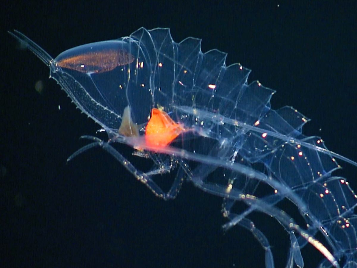 Kakani Katija at Jack Singer Concert Hall at Arts Commons, Jack Singer ...