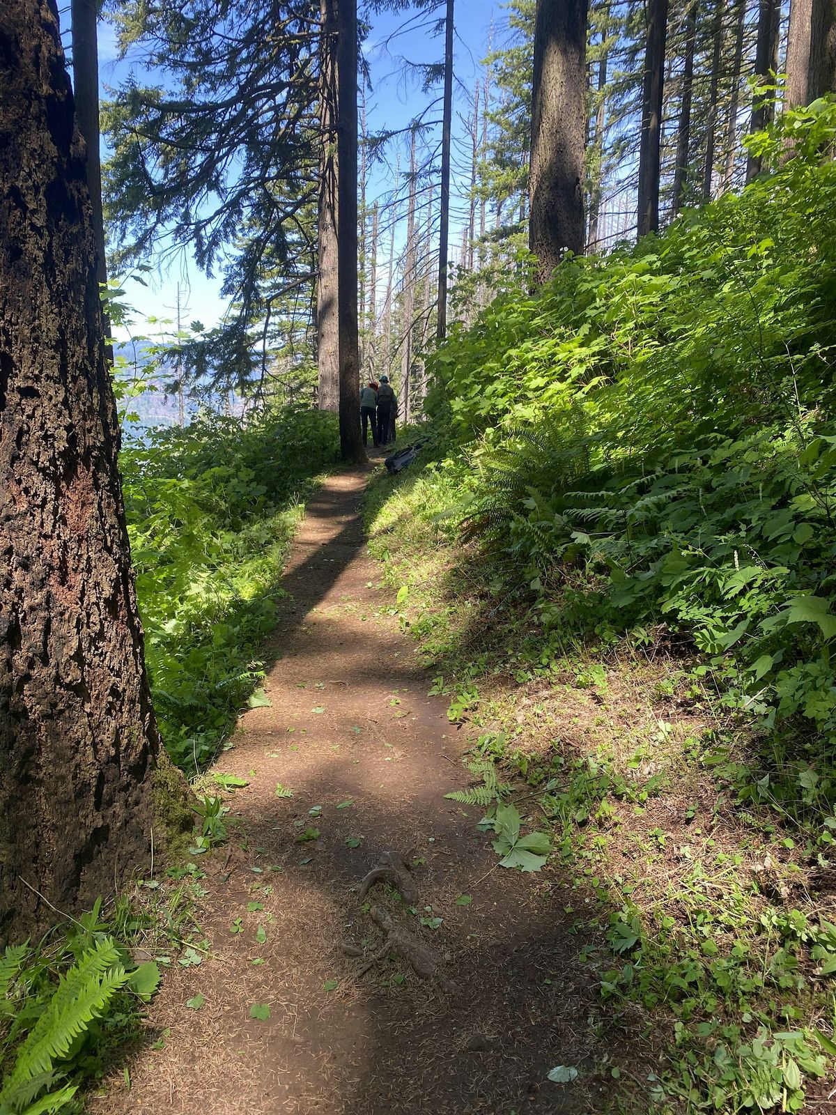 Wahkeena Falls Trail - Gorge, East Larch Mountain Road, Corbett, 4 June ...