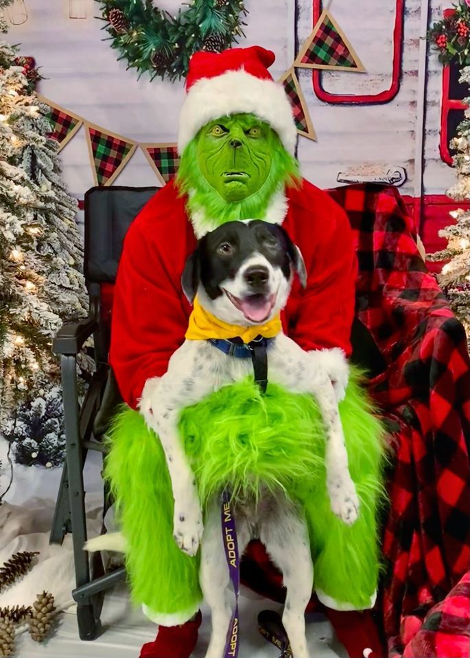 Adoption Saturday at BarK - with Speak and the Grinch!, Bar K (St ...