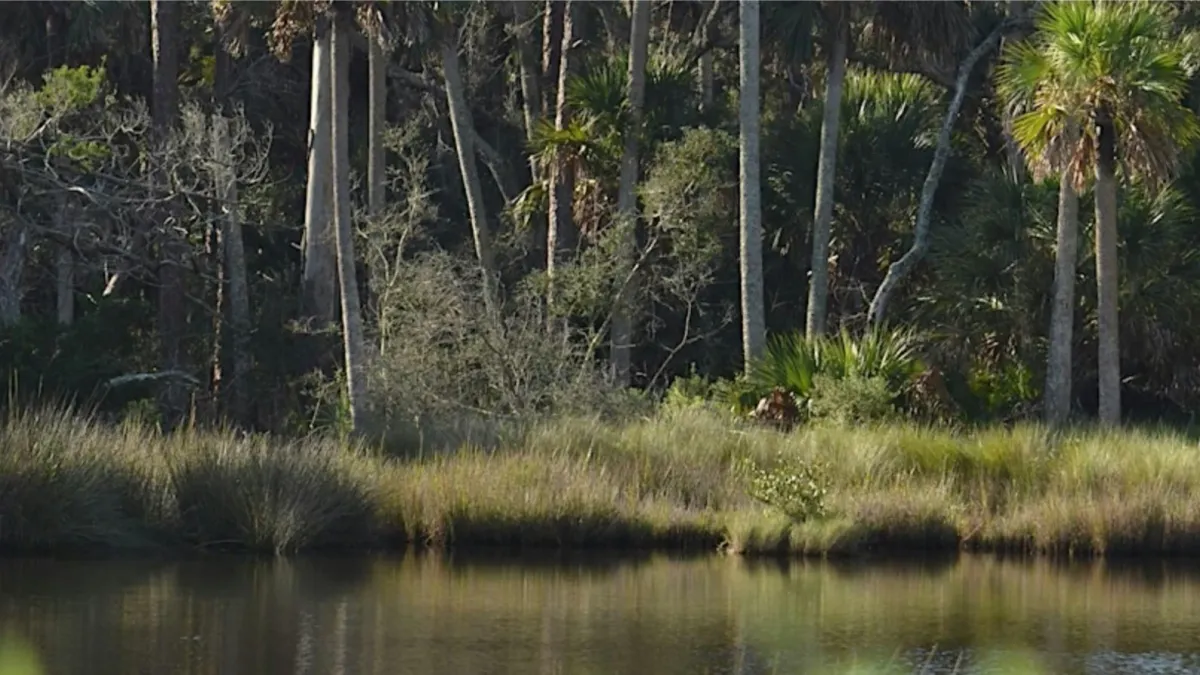 Bird Faver-Dykes State Park, Faver-Dykes State Park, St. Augustine, 18 ...
