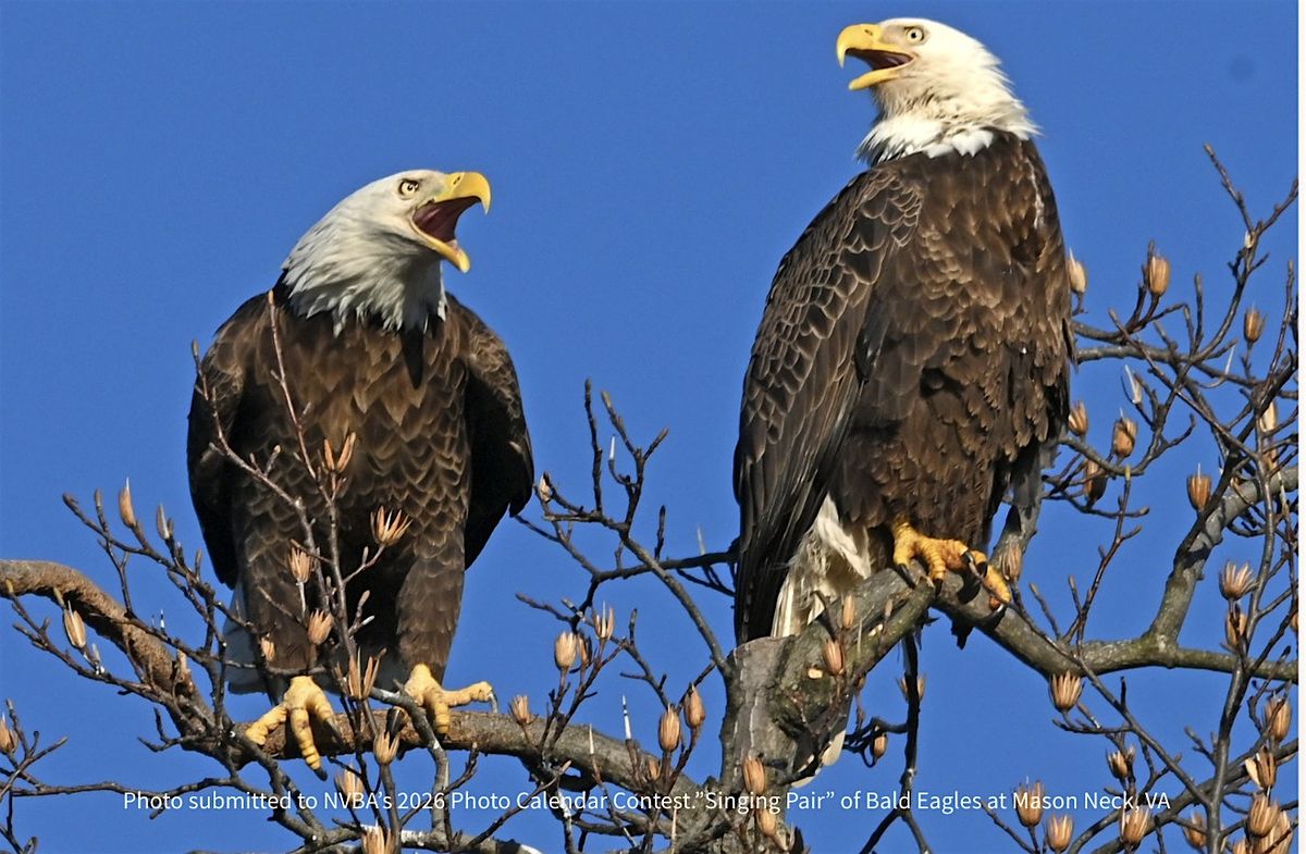 Winter Bird Walk: Celebrate Save the Eagles Day!, Dyke Marsh Wildlife ...